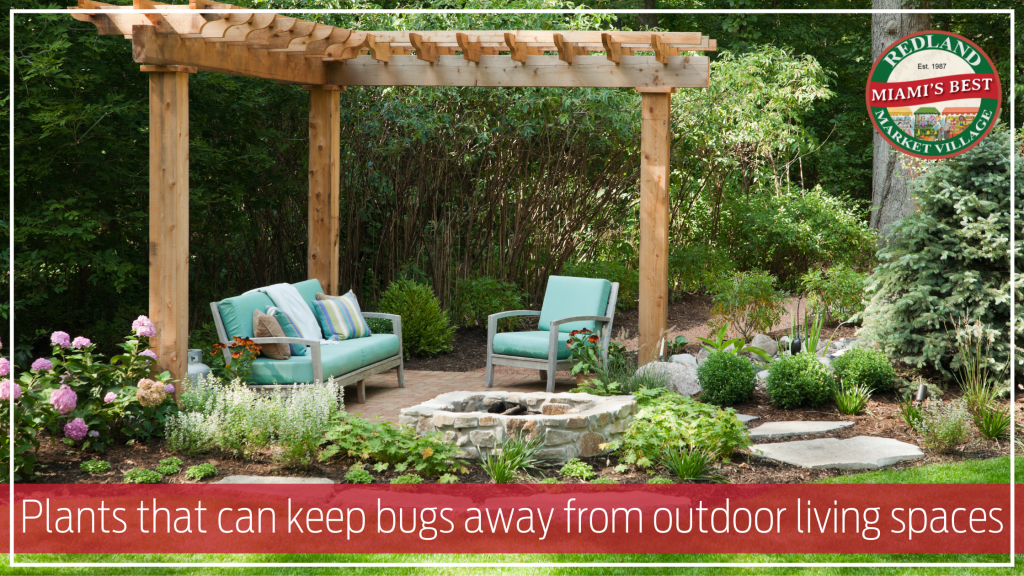 RMV- Plants that can keep bugs away from outdoor living spaces
